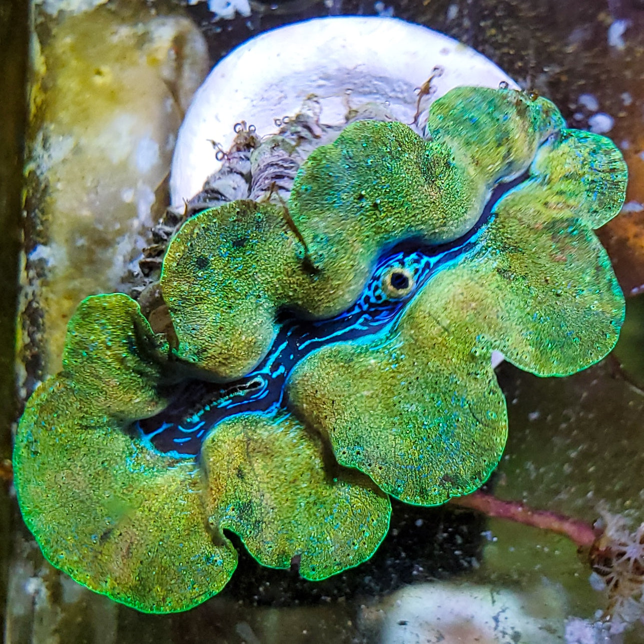 Why do clams look different when viewed from above? - The Biota Group