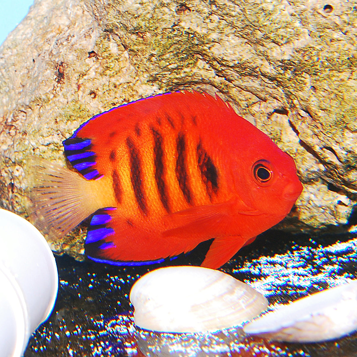 Biota Captive Bred Flame Angelfish - The Biota Group