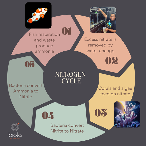 How to Cycle a Reef Aquarium - The Biota Group