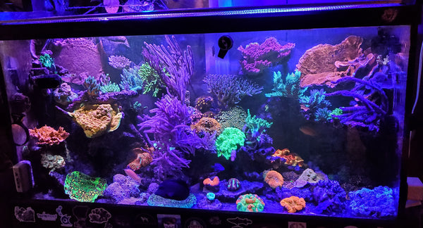 Reef Dosing: Understanding the Balance of Calcium, Alkalinity, pH, and ...