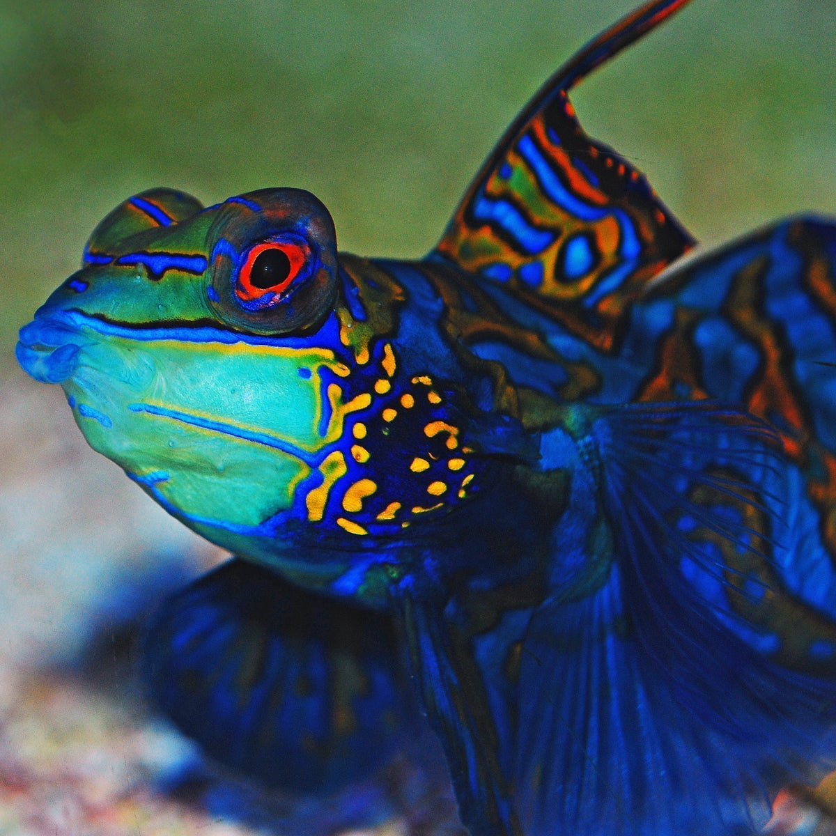 How to Feed Biota Captive Bred Mandarin Fish - The Biota Group