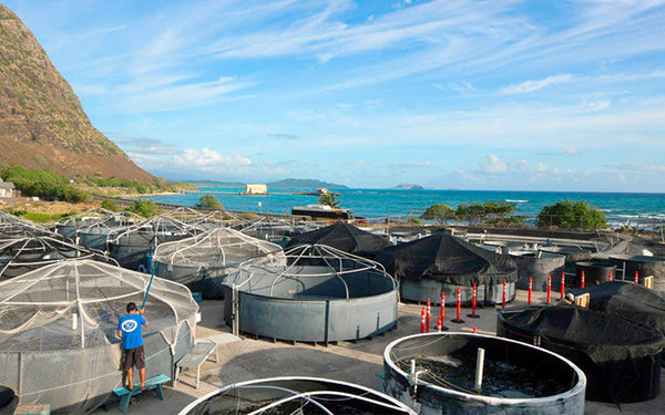 Hawaii Pacific University Oceanic Institute - The Biota Group