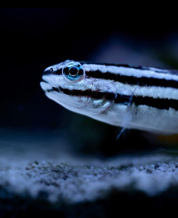 Algae-eating, Sand-sifting Gobies - The Biota Group