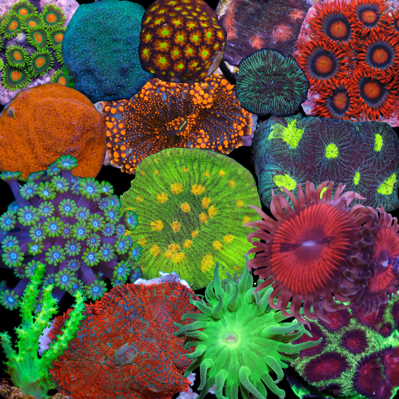 Light Acclimation and Coral Coloration - The Biota Group