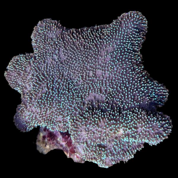 Green Toadstool Coral (Large) - The Biota Group