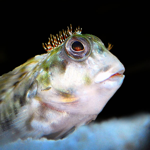 Blennies - The Biota Group