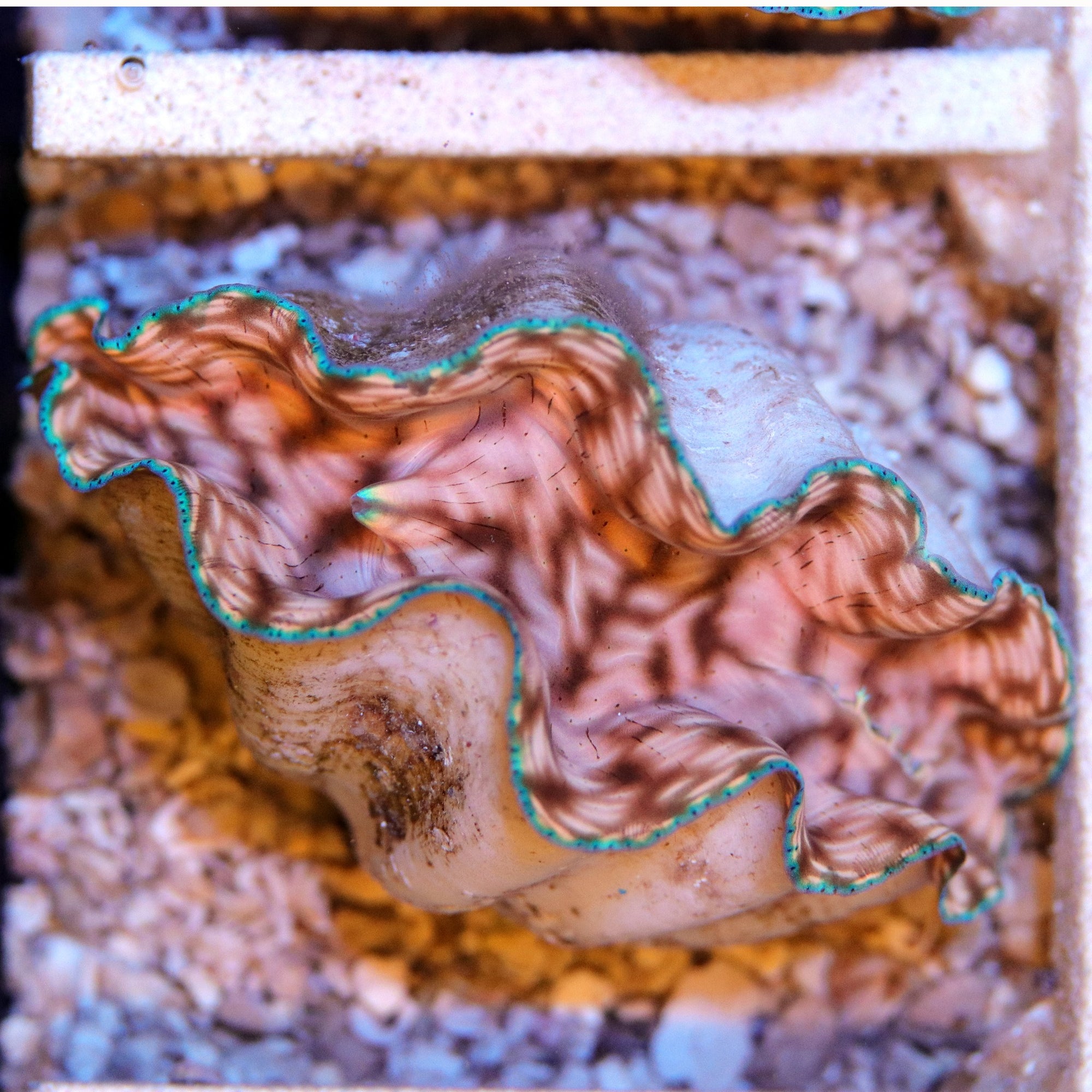 Derasa Clam 2"+ (5-7cm) - The Biota Group