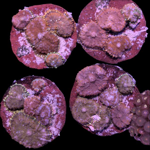 Rhodactis Mushroom assorted - The Biota Group
