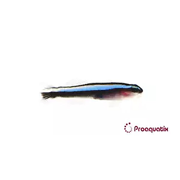 Blue Neon Cleaner Goby Proaquatix (Friday Delivery) - The Biota Group