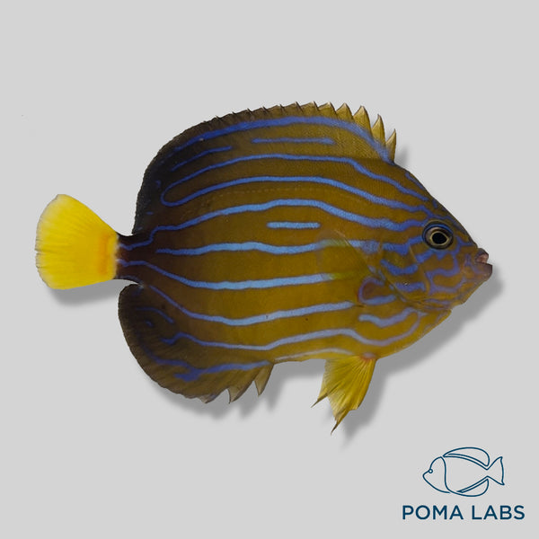 Blueline Angelfish 1" - 1.5" - The Biota Group