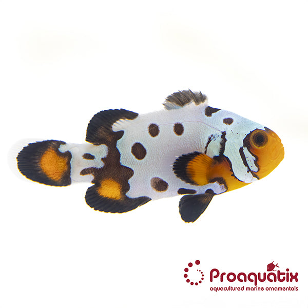 Bullet Hole Clownfish Proaquatix (Friday Delivery) - The Biota Group