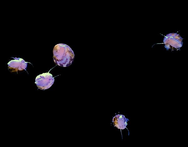 "Mini Trochus" Collonista Snails - The Biota Group