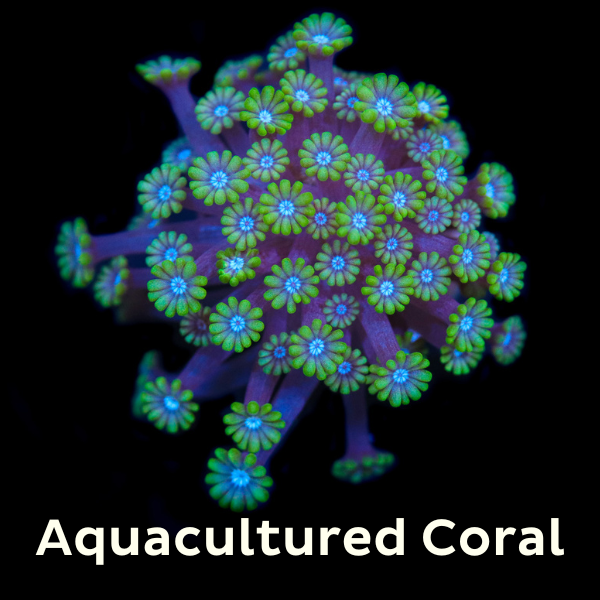 Cultured Fish - The Biota Group