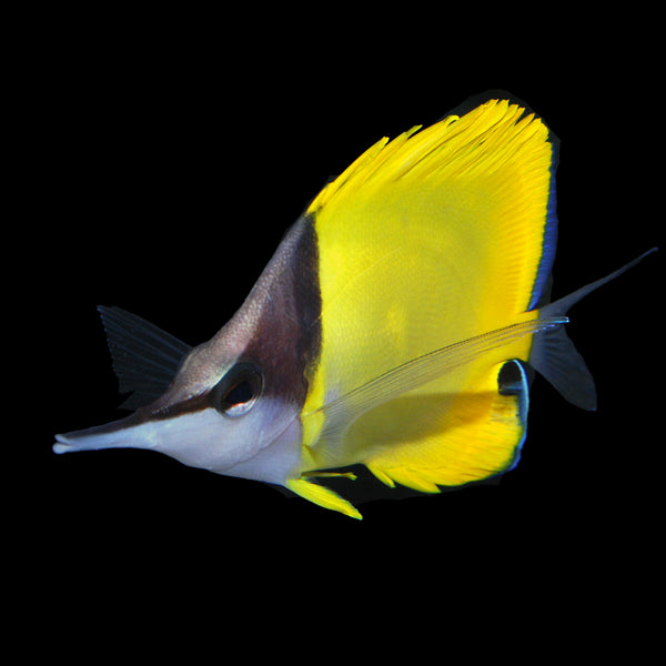 Longnose Butterflyfish - The Biota Group