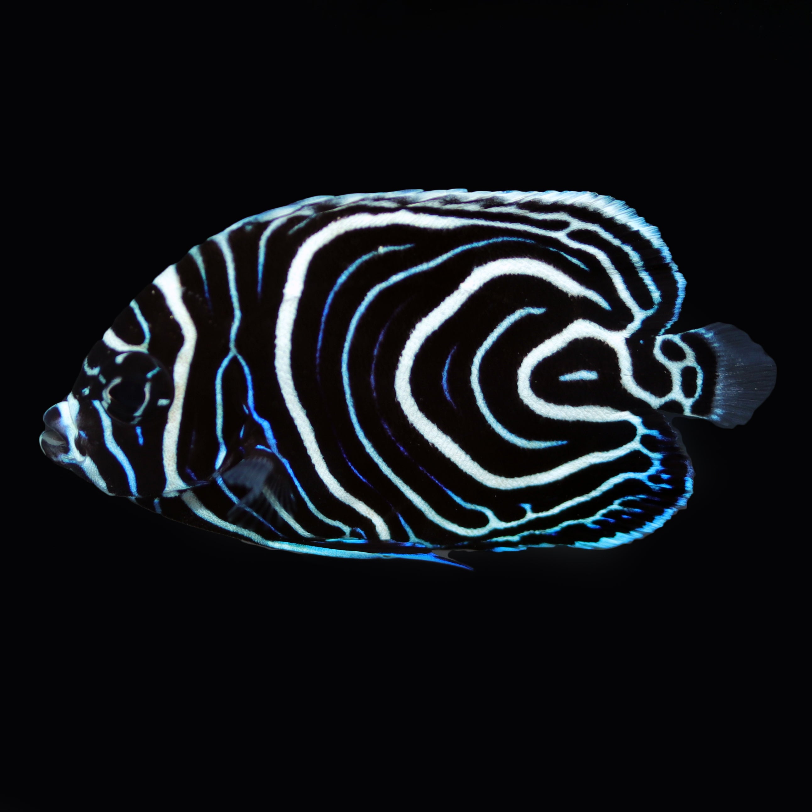Emperor Angelfish - The Biota Group