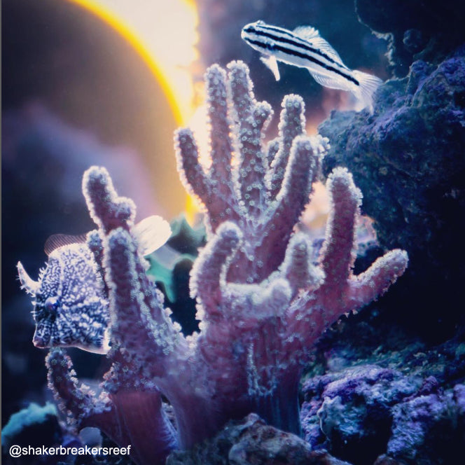 Soft Coral - The Biota Group