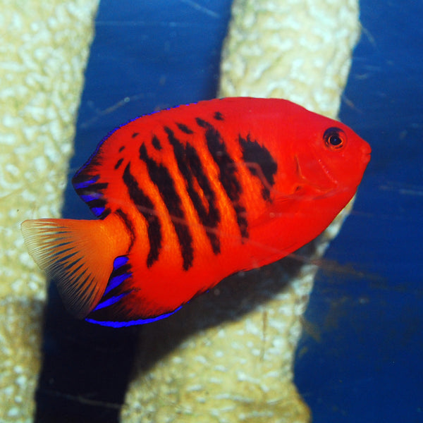 Flame Angelfish - The Biota Group
