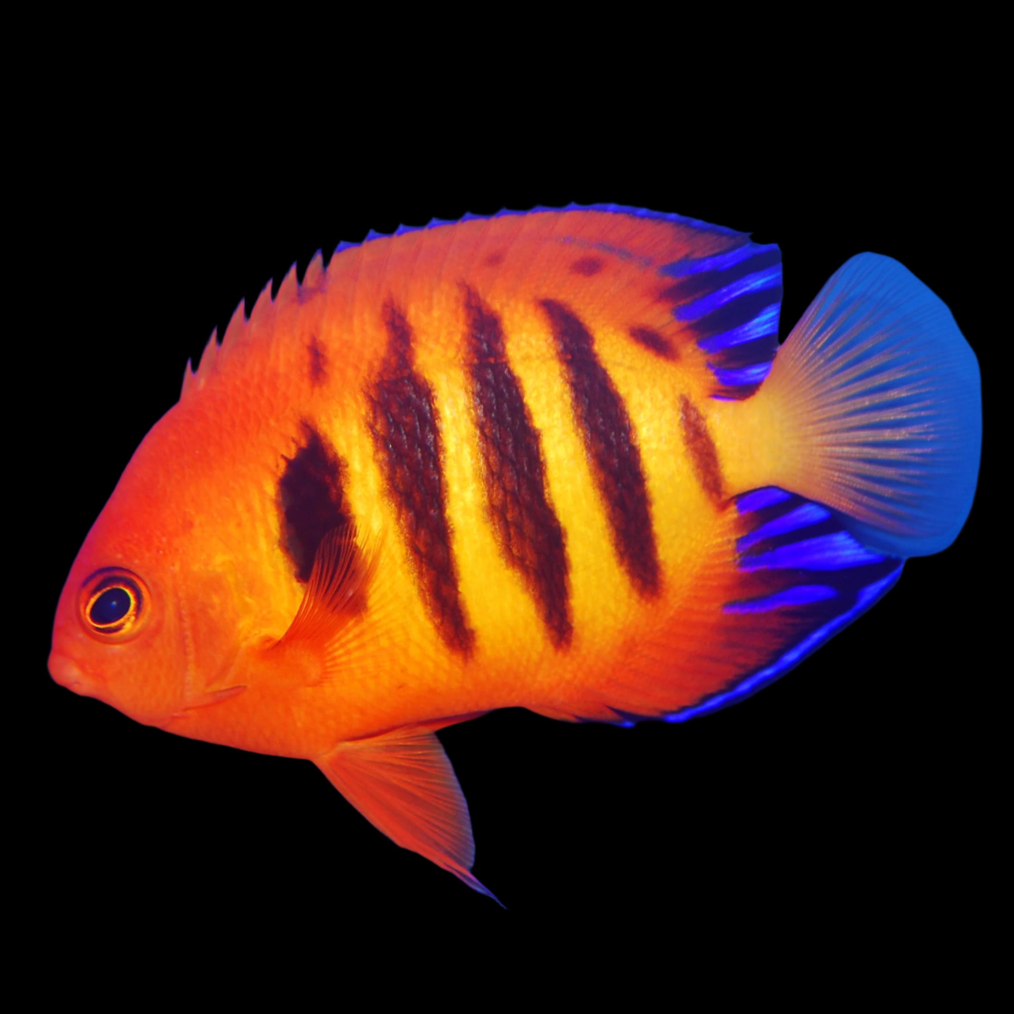 Flame Angelfish - The Biota Group