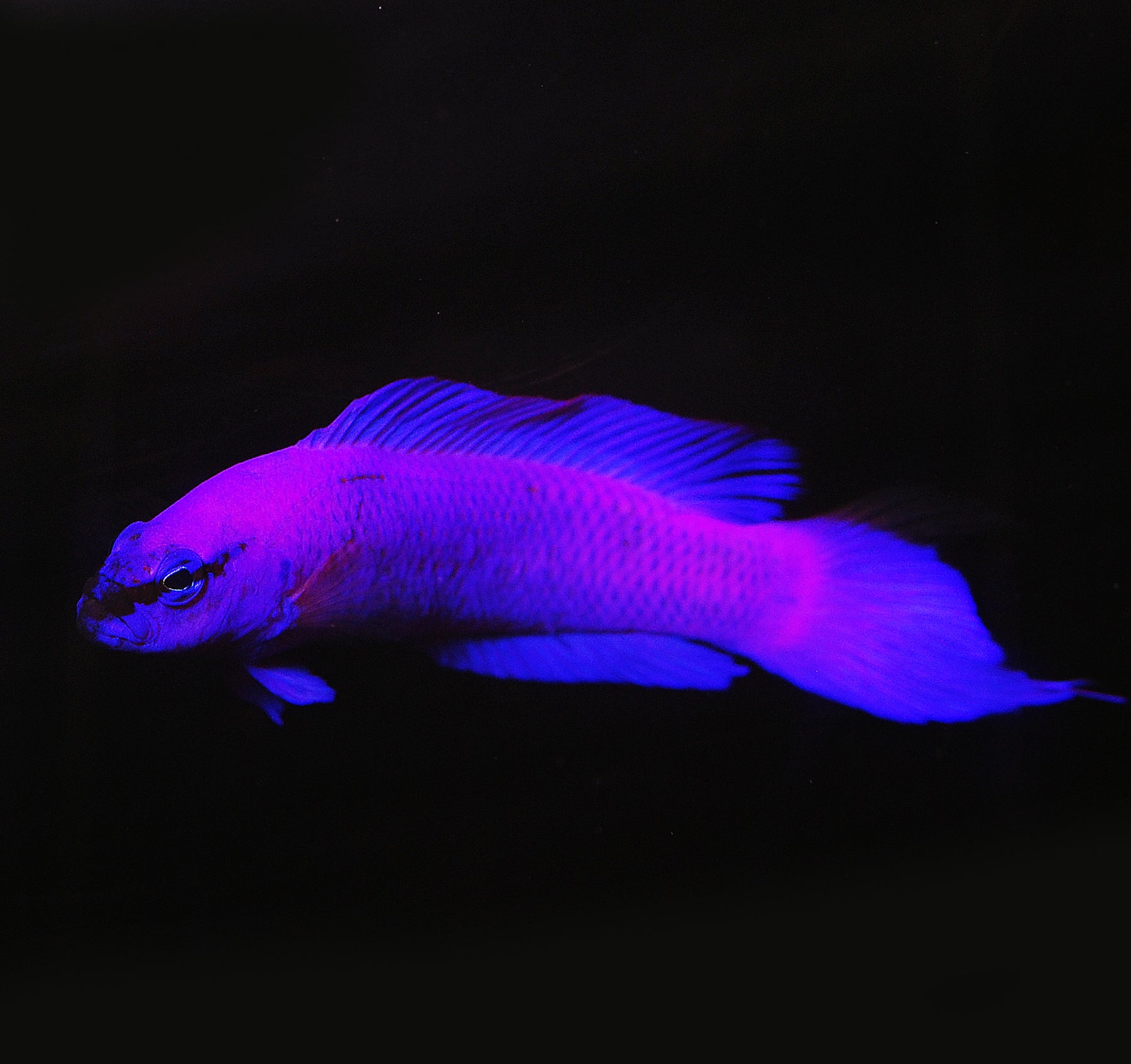 Basslets & Dottybacks - The Biota Group