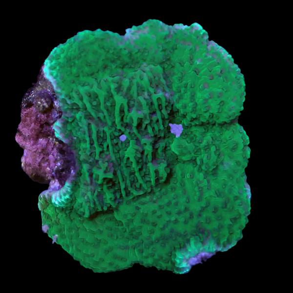 Biota green Montipora Cap Frag - The Biota Group