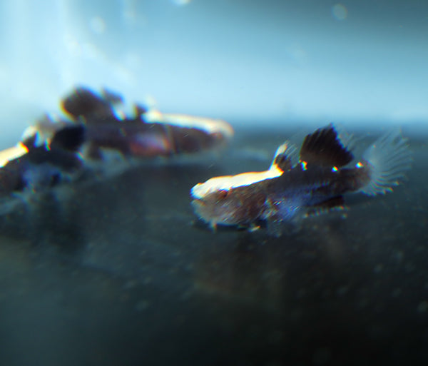 White Cap Goby - The Biota Group