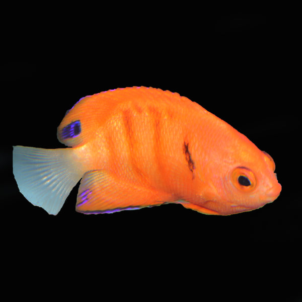 Flame Angelfish - The Biota Group
