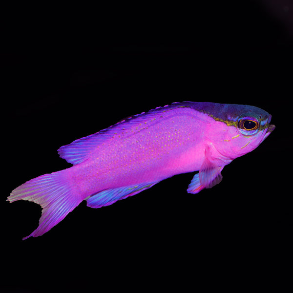 Basslets & Dottybacks - The Biota Group