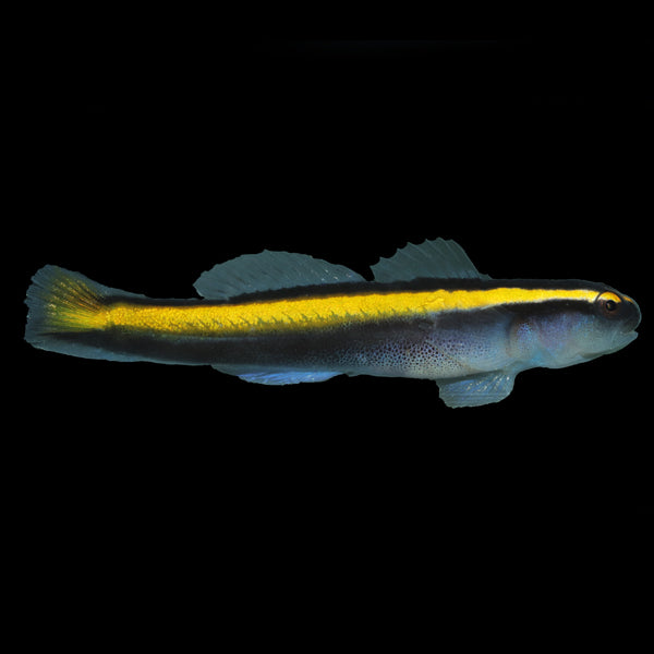 Yellow Neon Cleaner Goby - The Biota Group