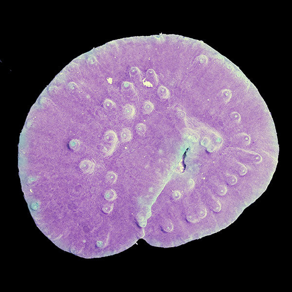 WYSIWYG cultured Plating Turbinaria - The Biota Group