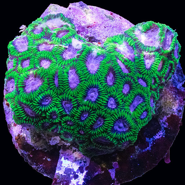 Neon Green and Purple Favia colony - The Biota Group