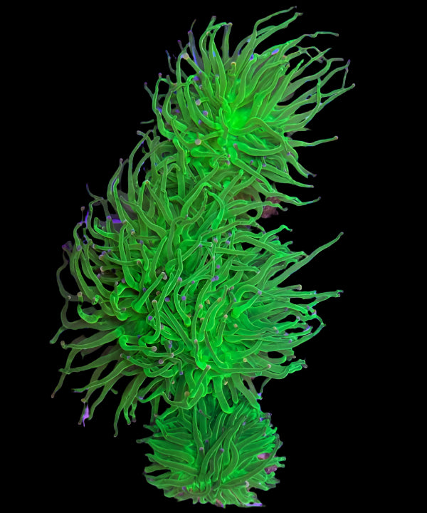 Pink Tip Neon Green Torch Frag - The Biota Group