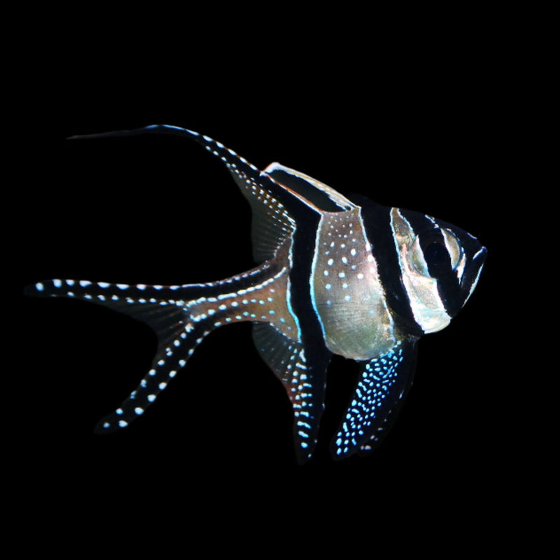Banggai Cardinalfish - The Biota Group