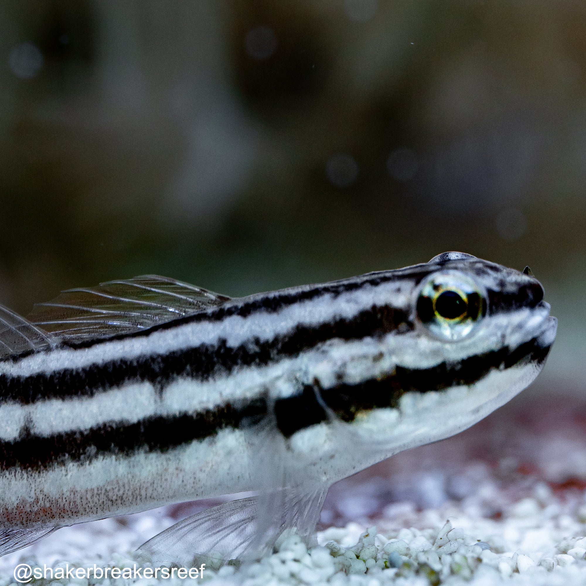 Link's Goby - The Biota Group