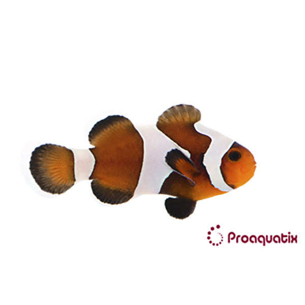 Mocha Gladiator Clownfish Proaquatix (Friday Delivery) - The Biota Group