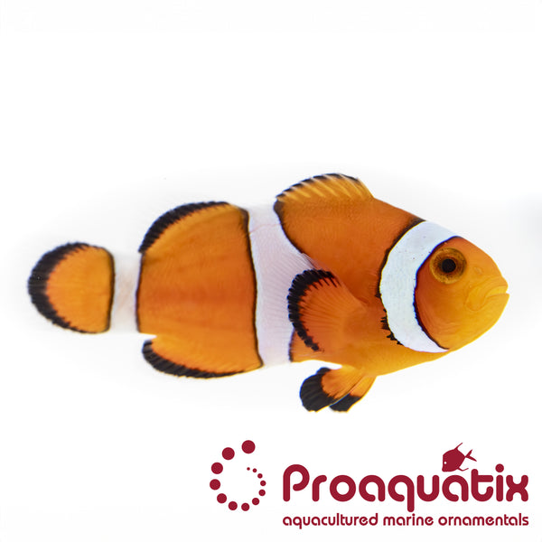 Ocellaris Clownfish Proaquatix (Friday Delivery) - The Biota Group