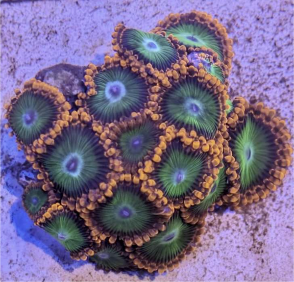 Oompa Loompa Zooanthid Frag - The Biota Group