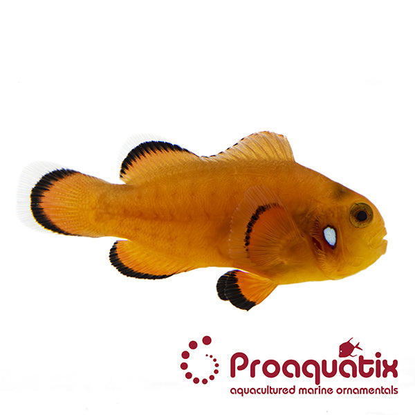 Orange Domino Clownfish Proaquatix (Friday Delivery) - The Biota Group