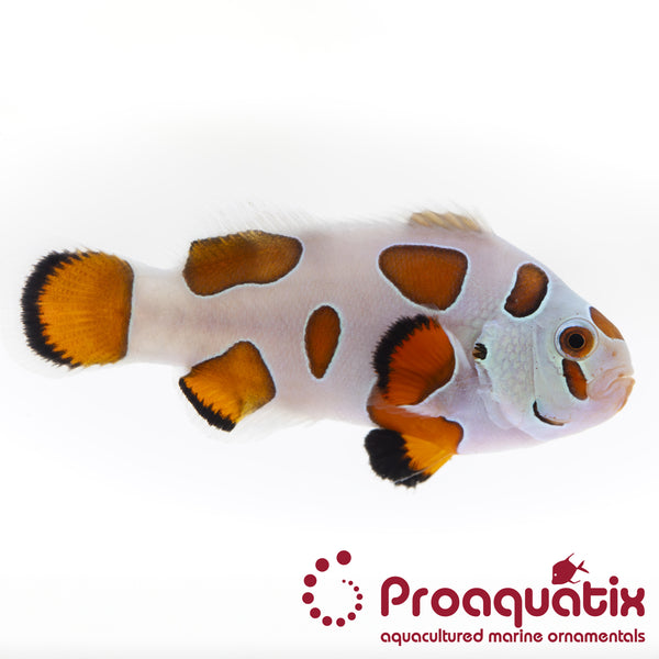 Orange Storm Clownfish Proaquatix (Friday Delivery) - The Biota Group