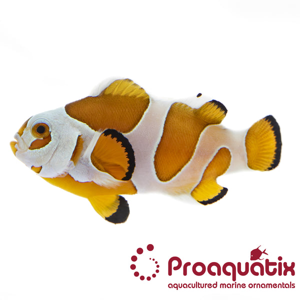 Orange Semi-Storm Clownfish Proaquatix (Friday Delivery) - The Biota Group