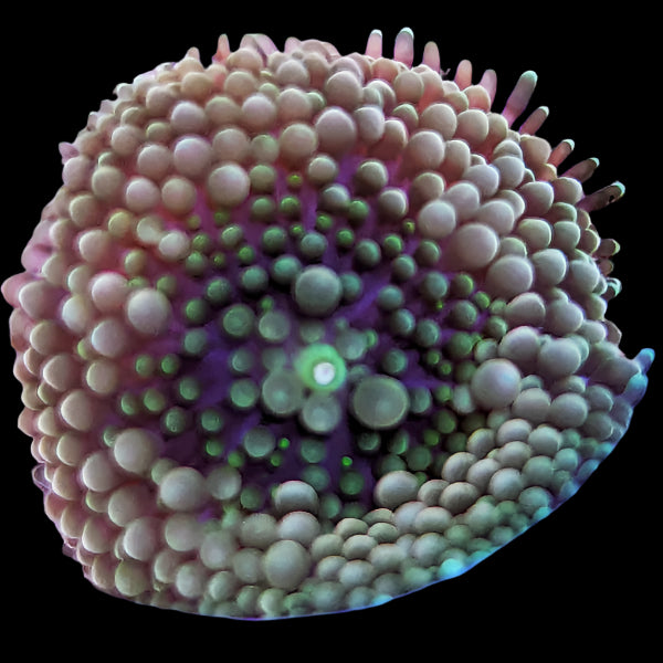 Palau Assorted Zoanthid 1.5" Diameter - The Biota Group