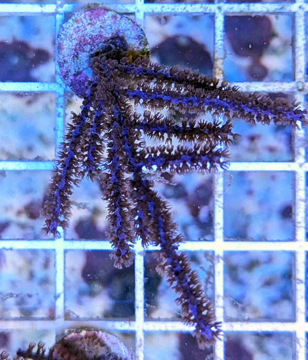 Panama Gorgonian - Antillogorgia - The Biota Group