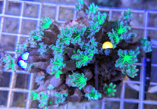 Clove Polyp Neon Green - The Biota Group
