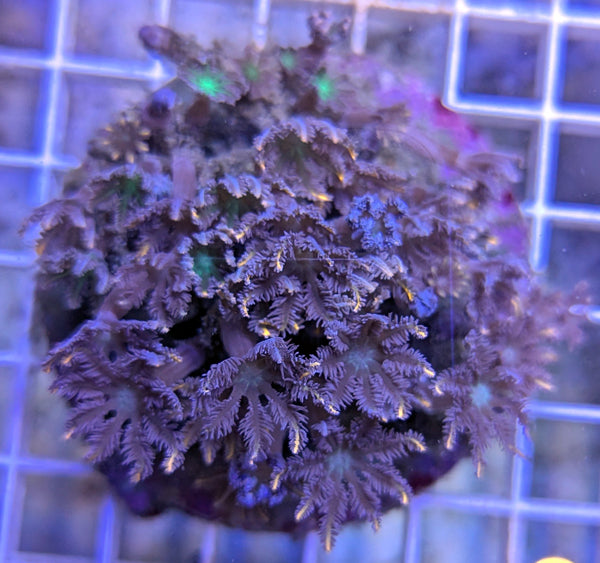 Clove Polyp Orange Tip - The Biota Group