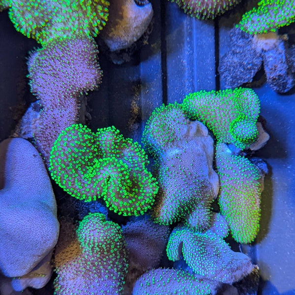 Neon Green Toadstool Coral - The Biota Group