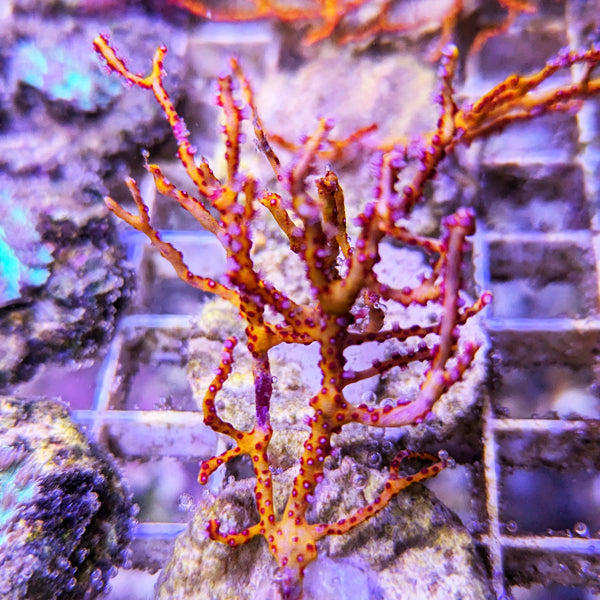 Yellow Mopsella Sea Fan - The Biota Group