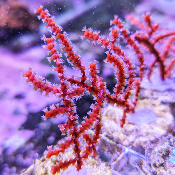 Red Swiftia Sea Fan - The Biota Group