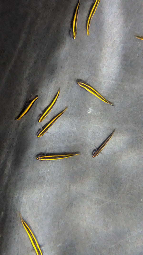 Yellow Neon Cleaner Goby - The Biota Group