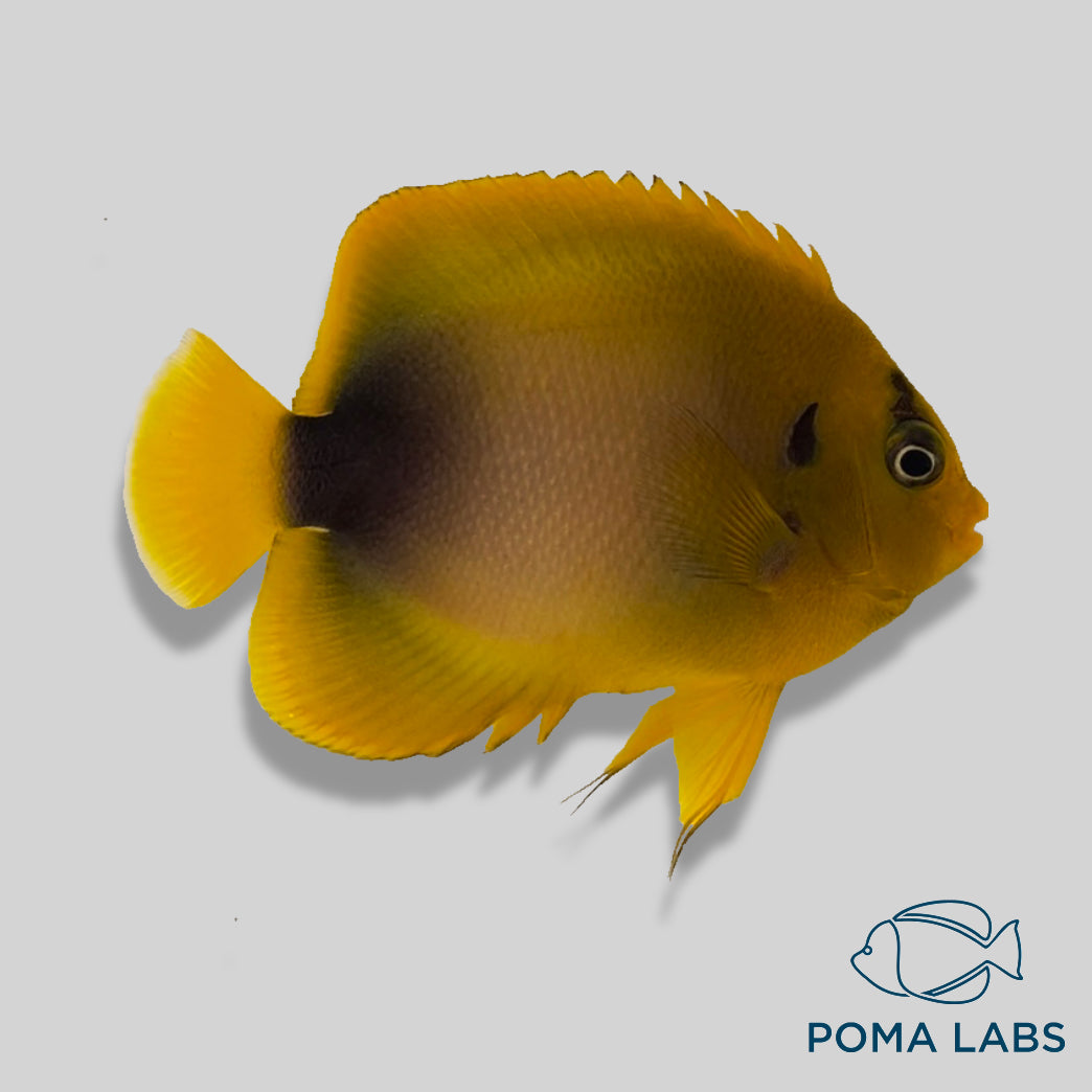 Cultured Fish Page 3 - The Biota Group