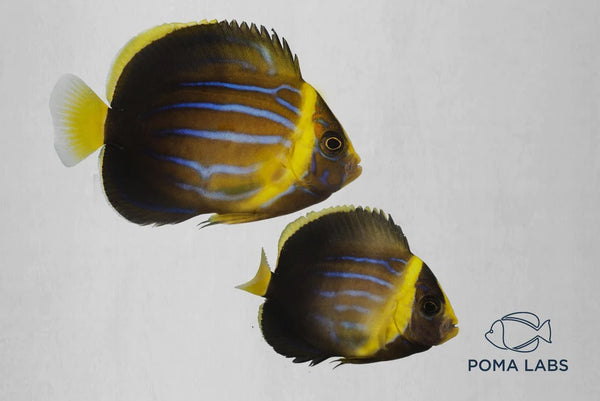 Blueline Angelfish 1" - 1.5" - The Biota Group