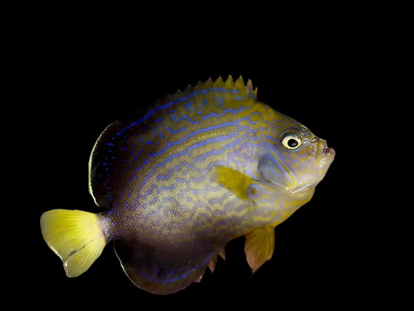 Hybrid Maze Angelfish - The Biota Group